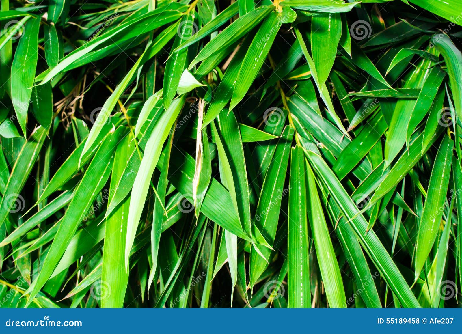 Bamboo Leaves Texture Background Stock Photo - Image of leaves ...