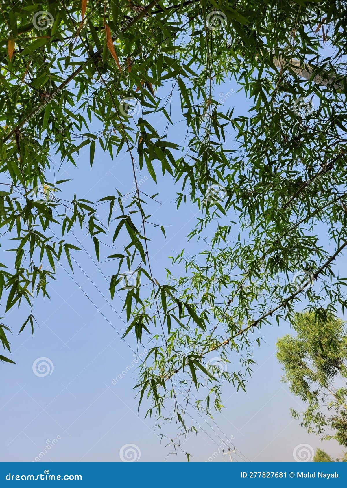 Bamboo leaves with a tree stock image. Image of flower - 277827681