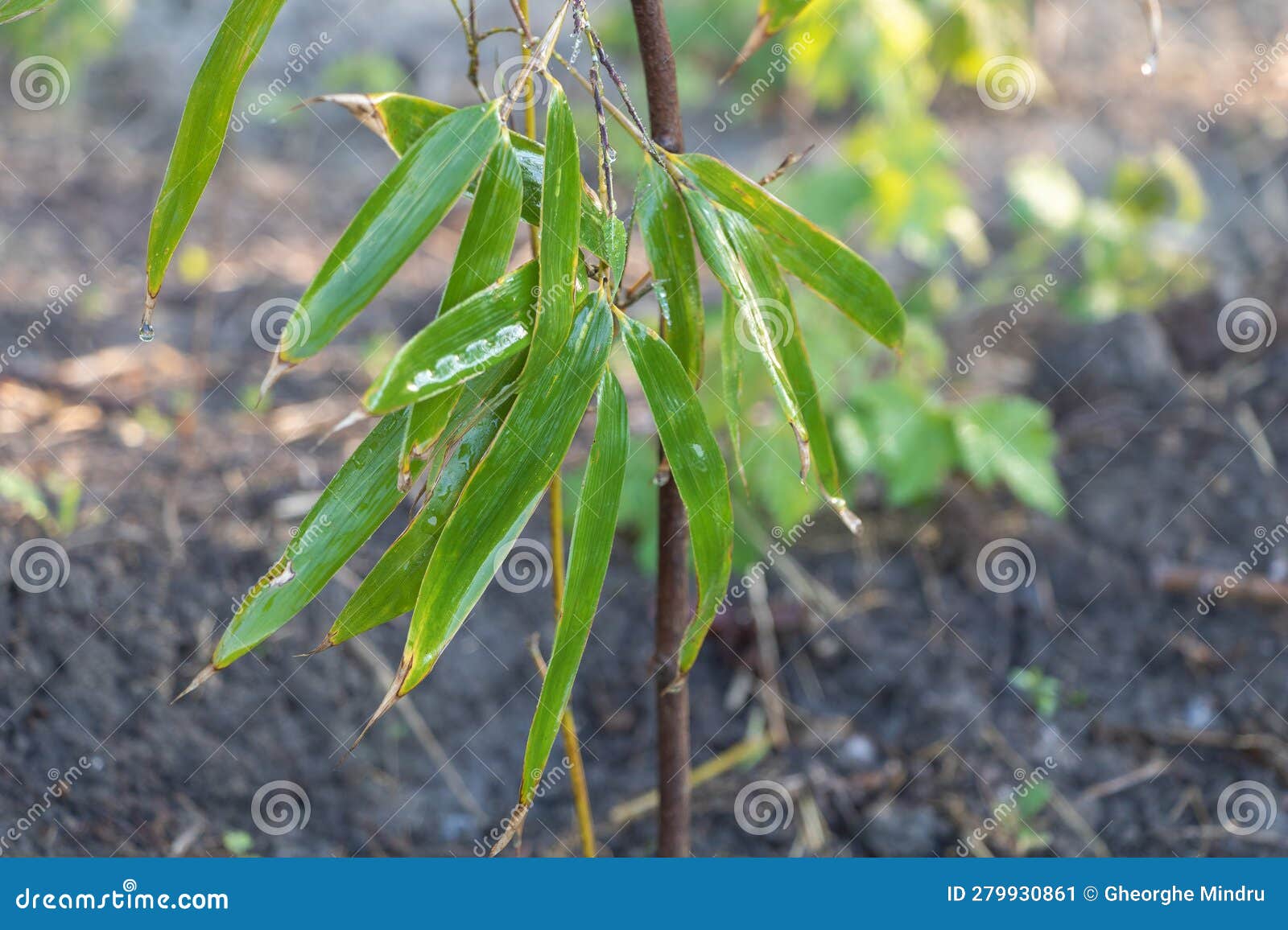 Bamboo Leaves with Water Drops after the Rain in the Garden Stock Image ...