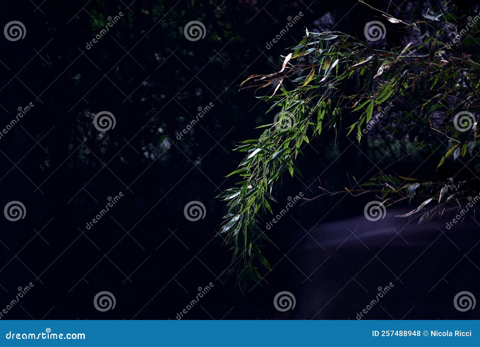 Bamboo Leaves Waving in the Wind Stock Photo - Image of japan, bamboo ...