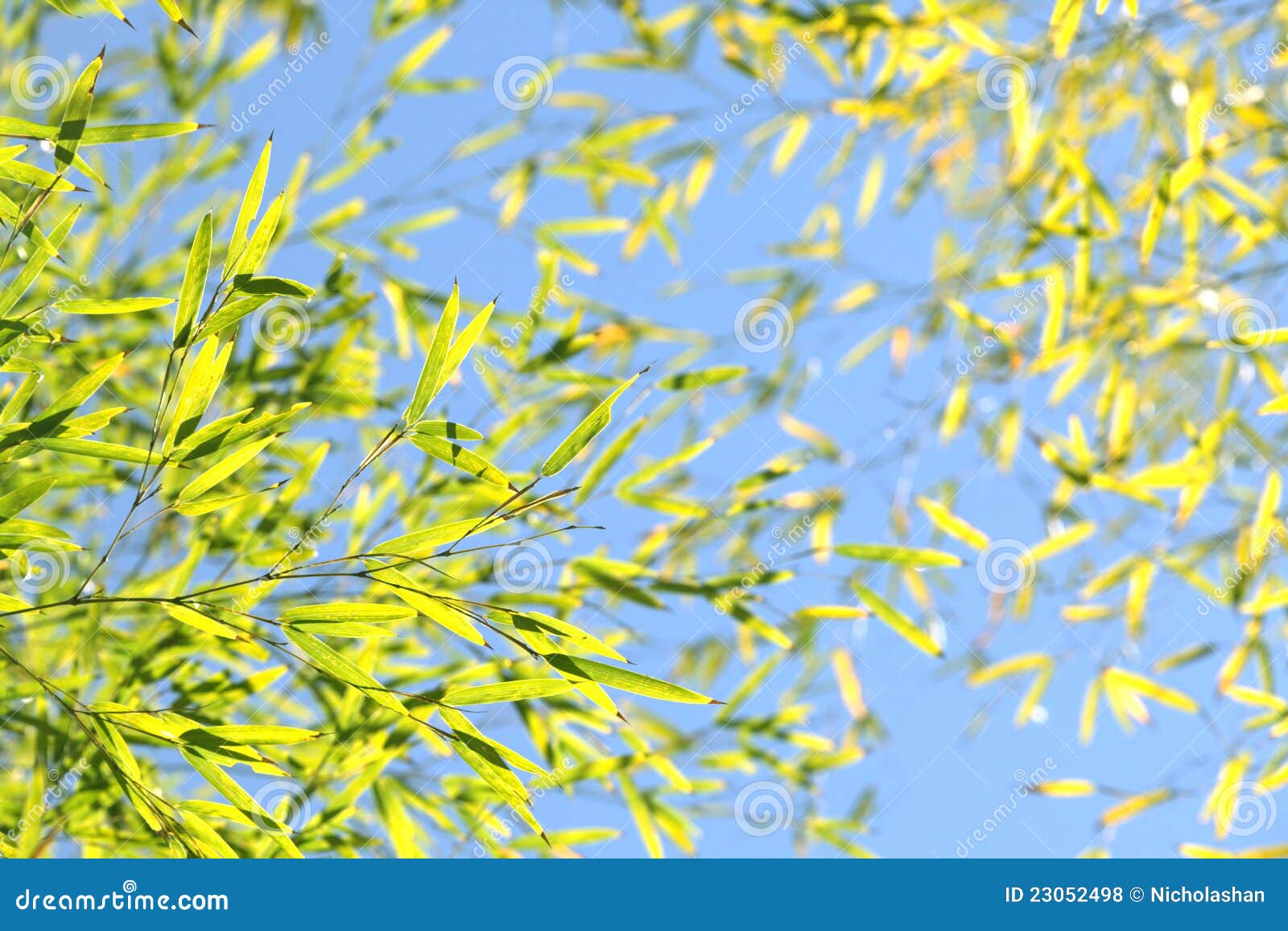 Bamboo with Light Sky Blue for Background Stock Photo - Image of leaf ...