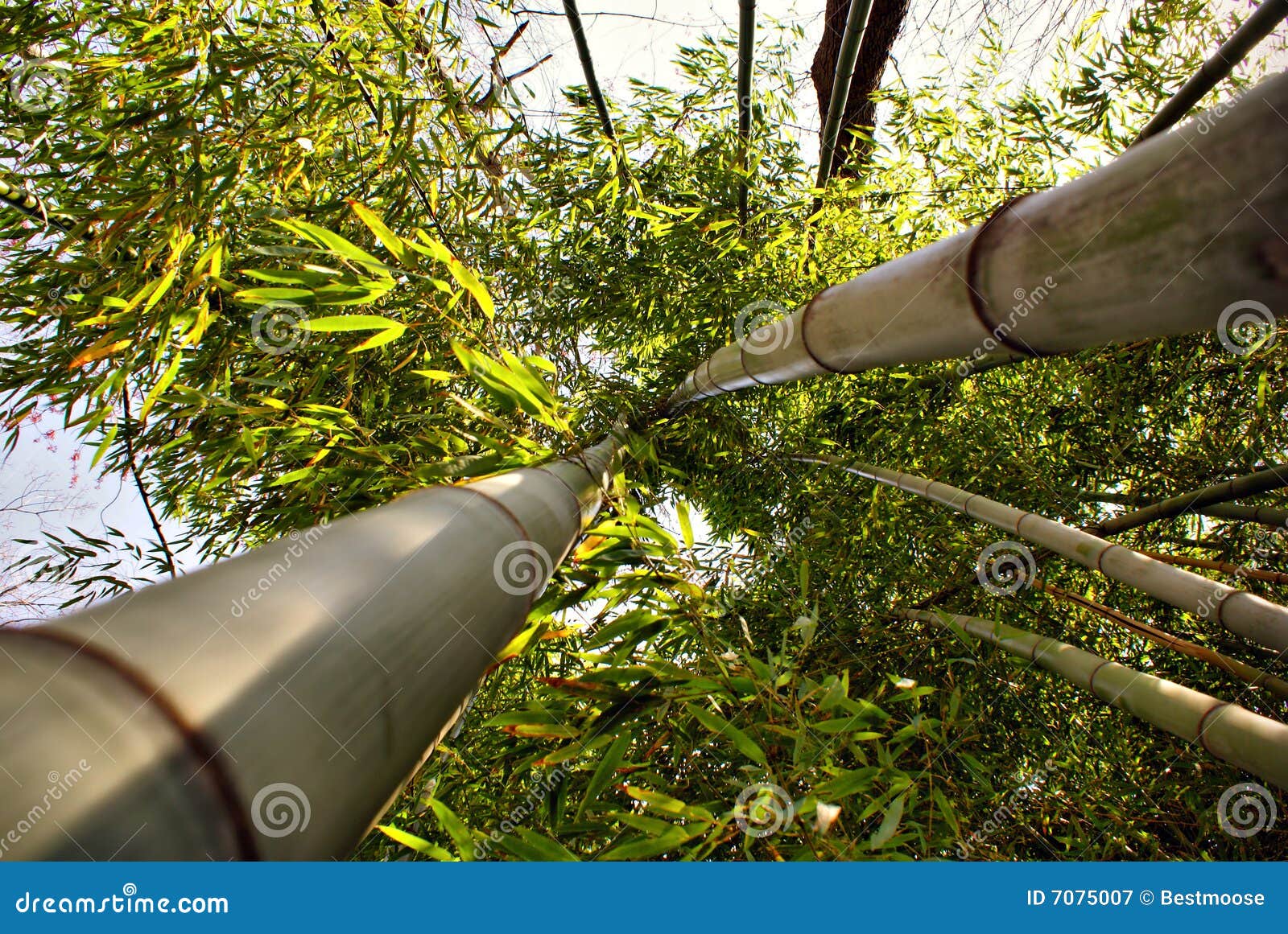 Bamboo, looking up 12 stock image. Image of environment - 7075007