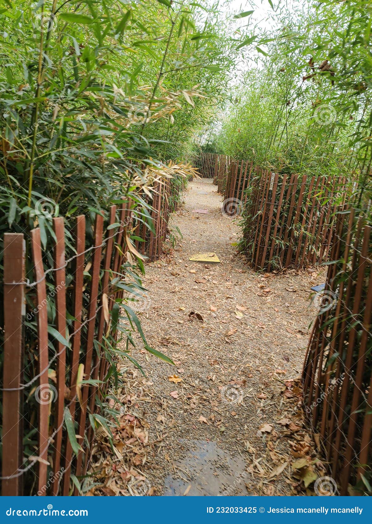 Bamboo Maze the Fall before a Storm Comes in Stock Image - Image of ...
