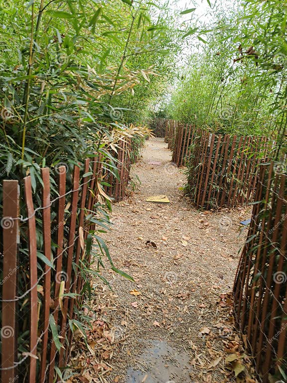 Bamboo Maze the Fall before a Storm Comes in Stock Image - Image of ...