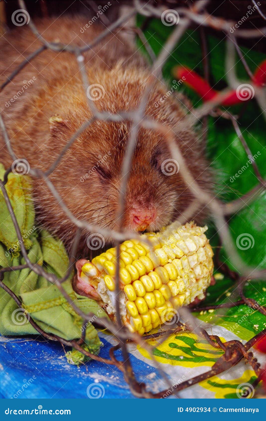 Bamboo Mouse In Cage Picture. Image: 4902934