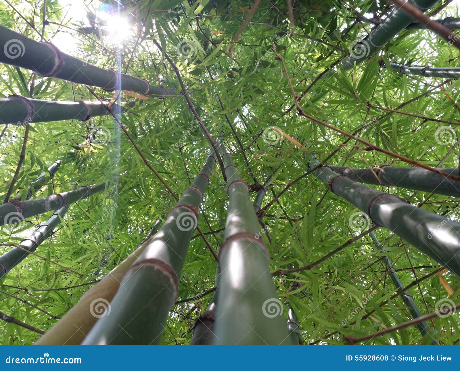 Bamboo stock photo. Image of freshness, nature, canopy - 55928608
