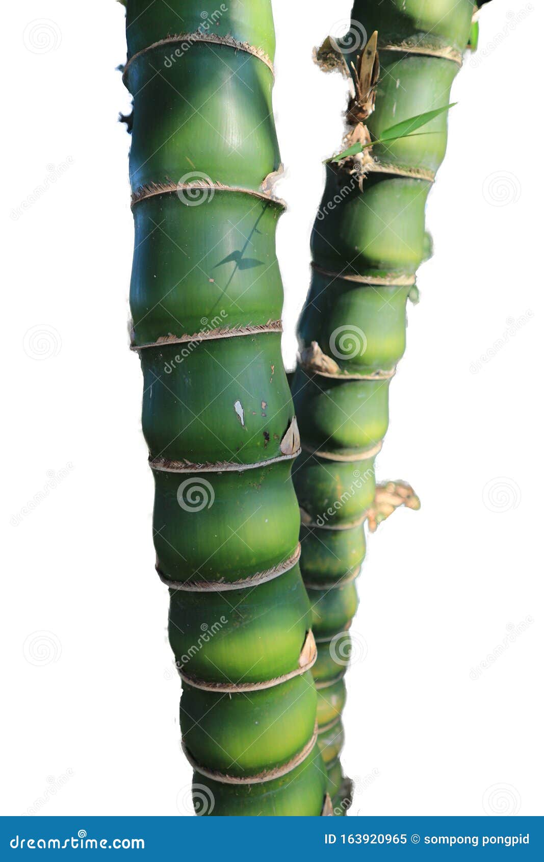 Bamboo Nature Pattern Green Tree Texture Isolated Whitebackground Stock ...