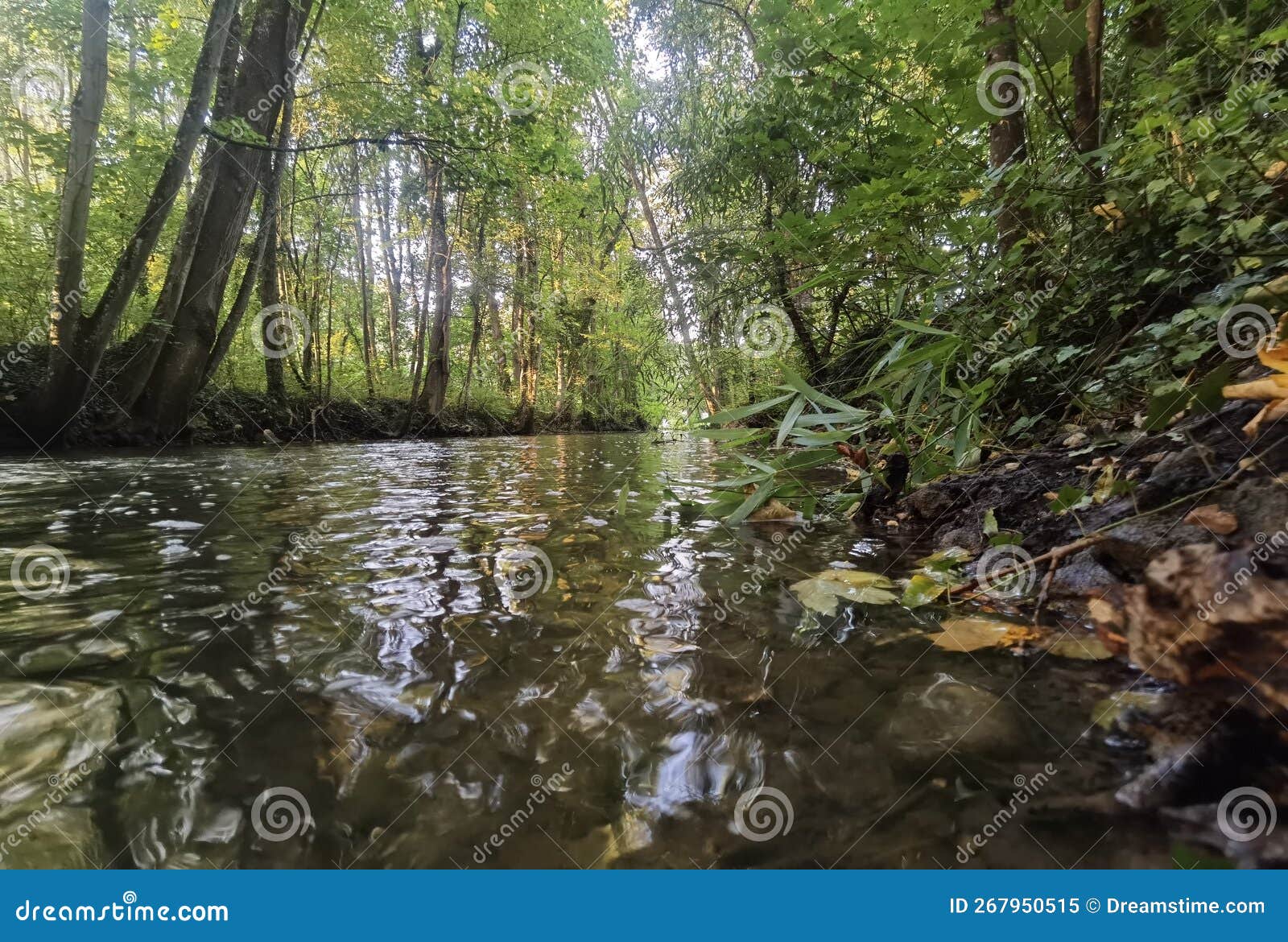 Bamboo near a river stock image. Image of bayou, reflection - 267950515