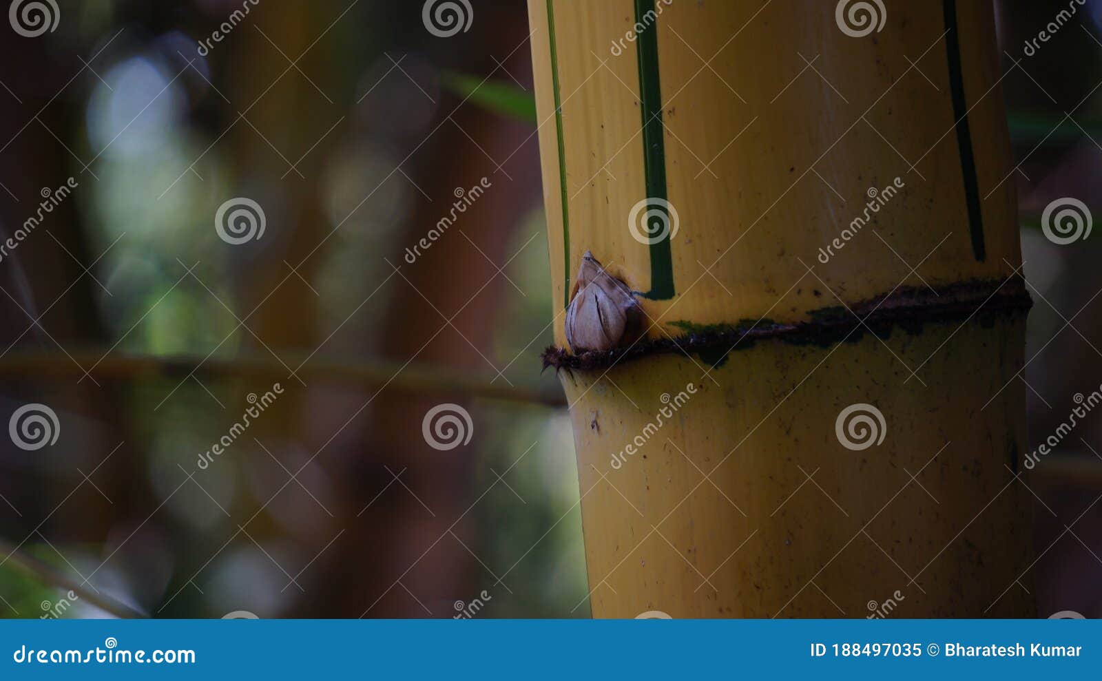 Bamboo Node Closeup stock image. Image of closeup, natural - 188497035