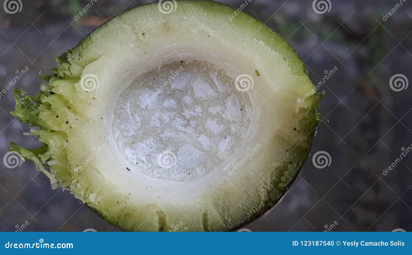 Bamboo node stock photo. Image of plant, fresh, node - 123187540