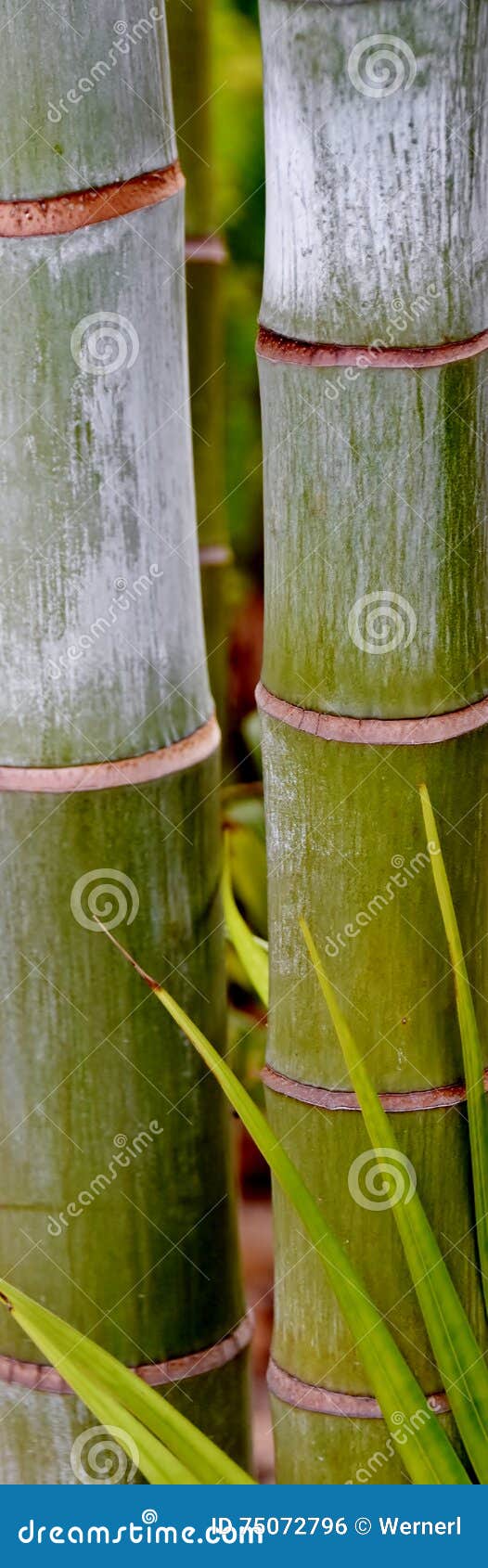 Bamboo Palm Tree Stem stock photo. Image of close, yellow - 75072796