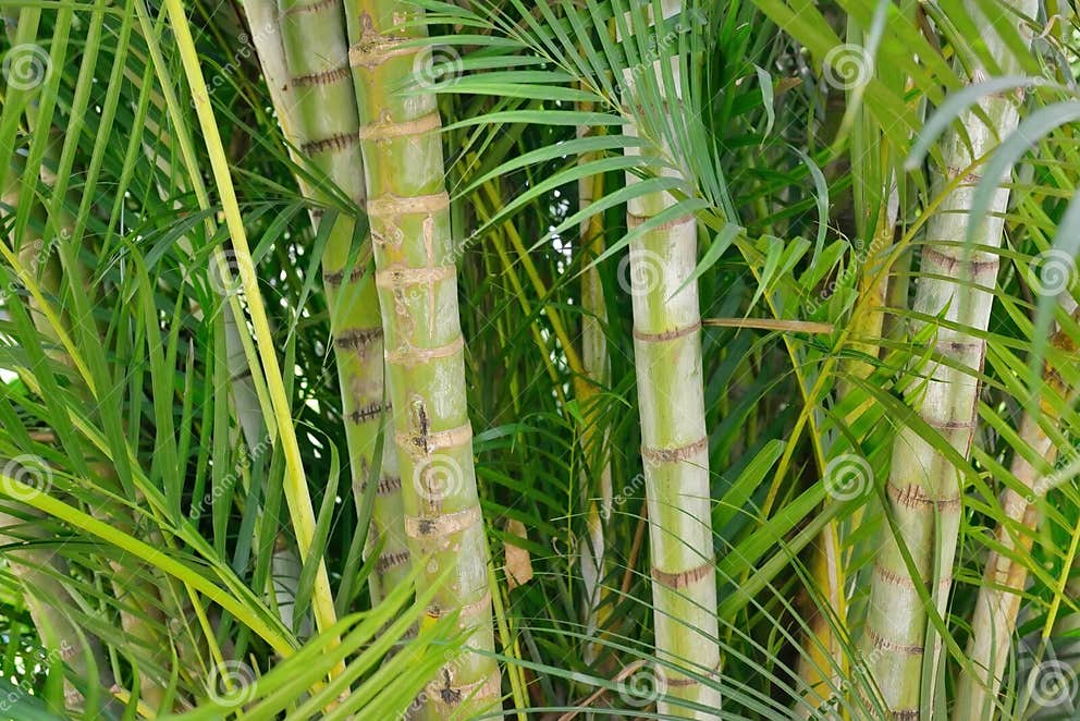 Bamboo and palm trees stock image. Image of color, growth - 32957193