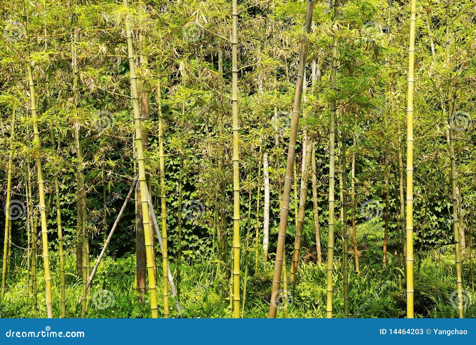 Bamboo in park stock image. Image of branch, green, spring - 14464203