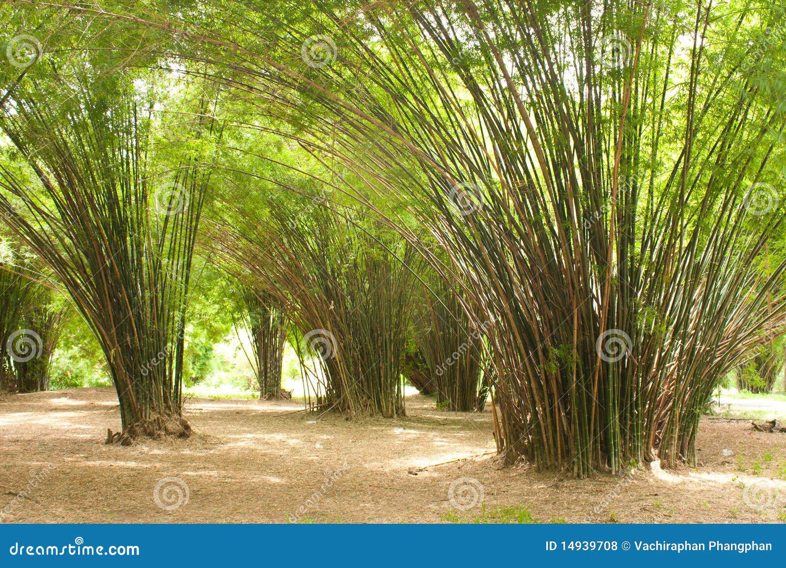 Bamboo in the park stock photo. Image of outdoor, lamp - 14939708