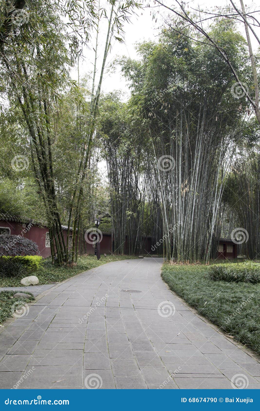 Bamboo in a Park,chengdu,china Stock Photo - Image of bamboo, travel ...