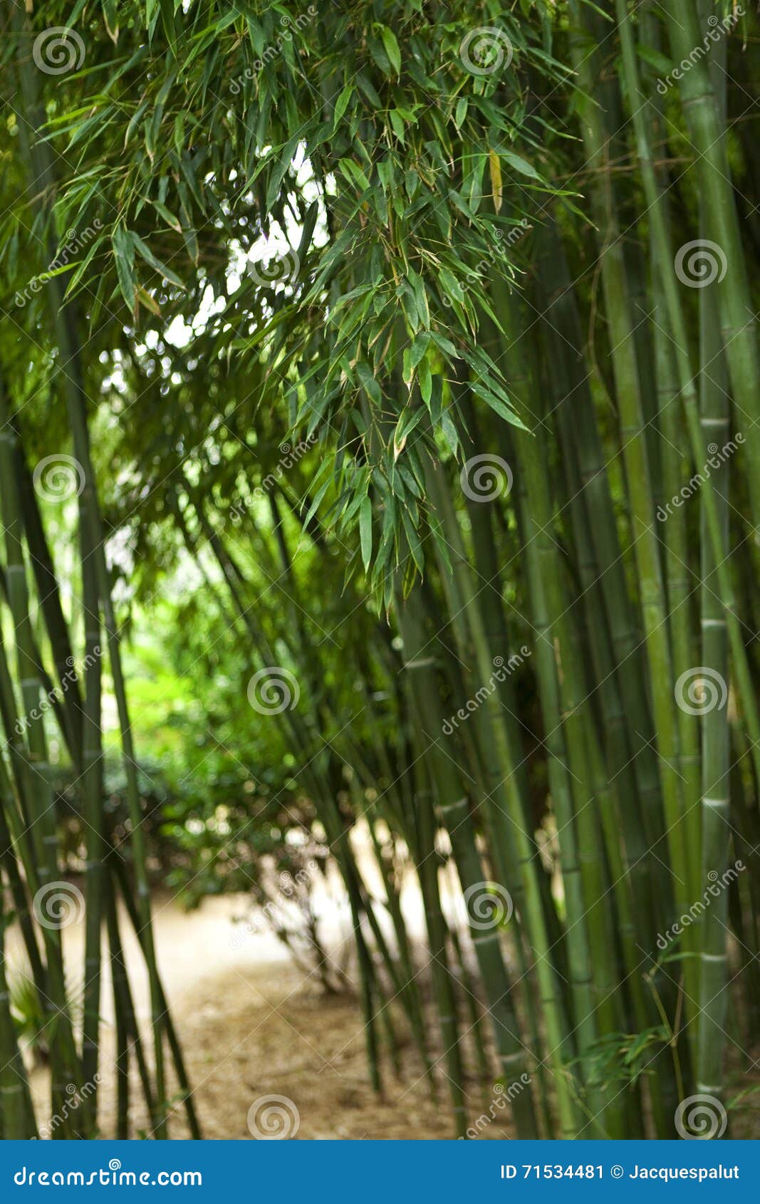 Bamboo in a park stock image. Image of asia, asian, garden - 71534481