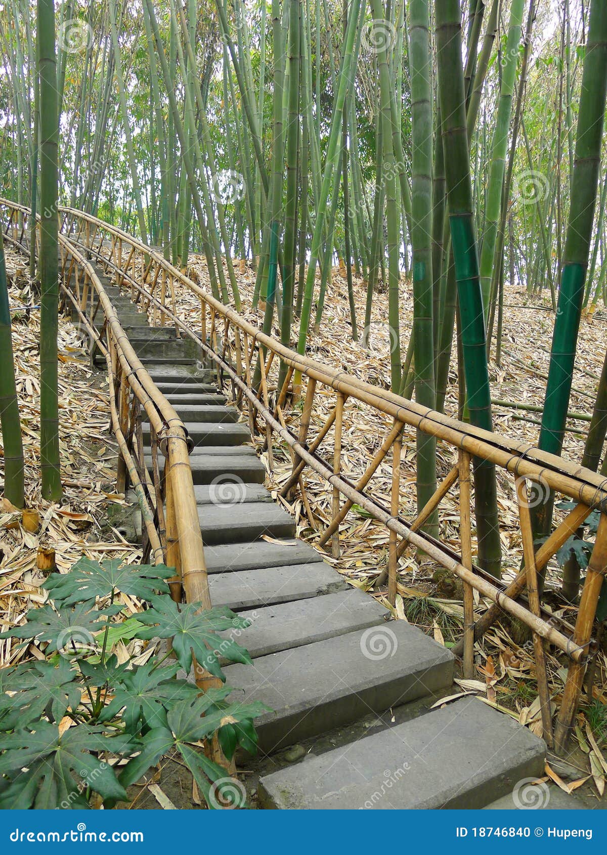 Bamboo path stock photo. Image of leisure, forest, light - 18746840