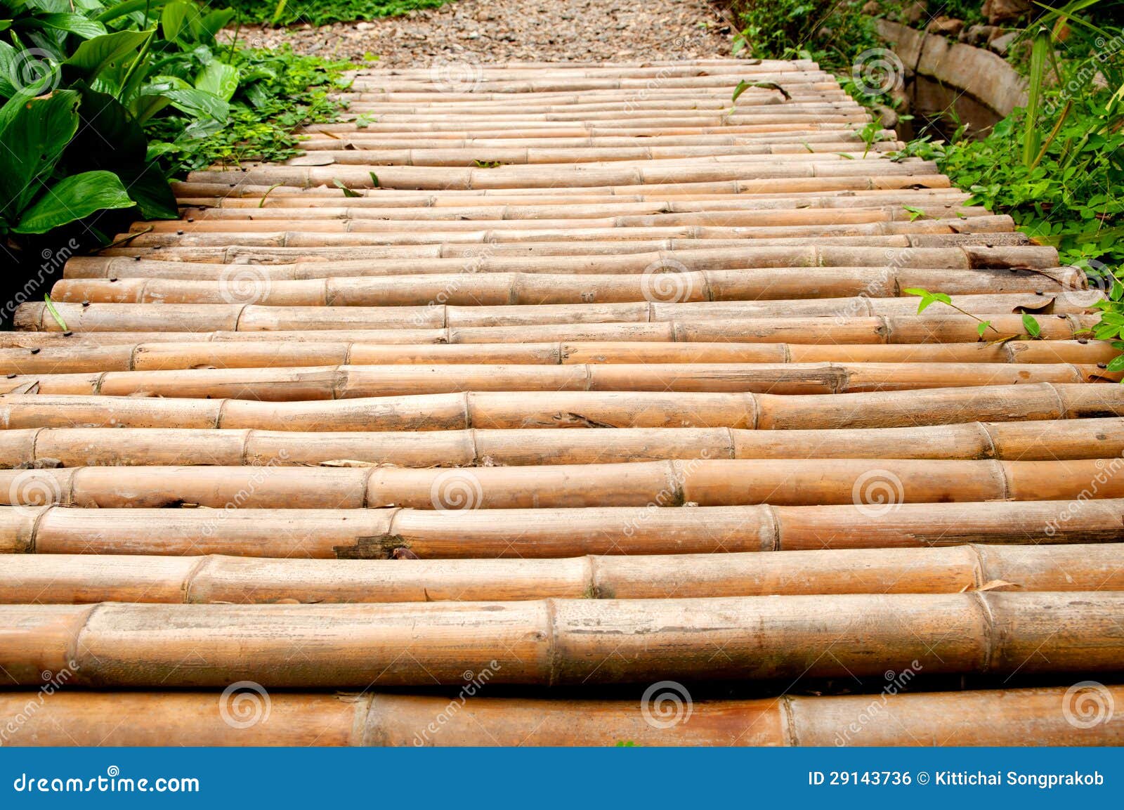 Bamboo path stock photo. Image of crossing, sunny, tree - 29143736