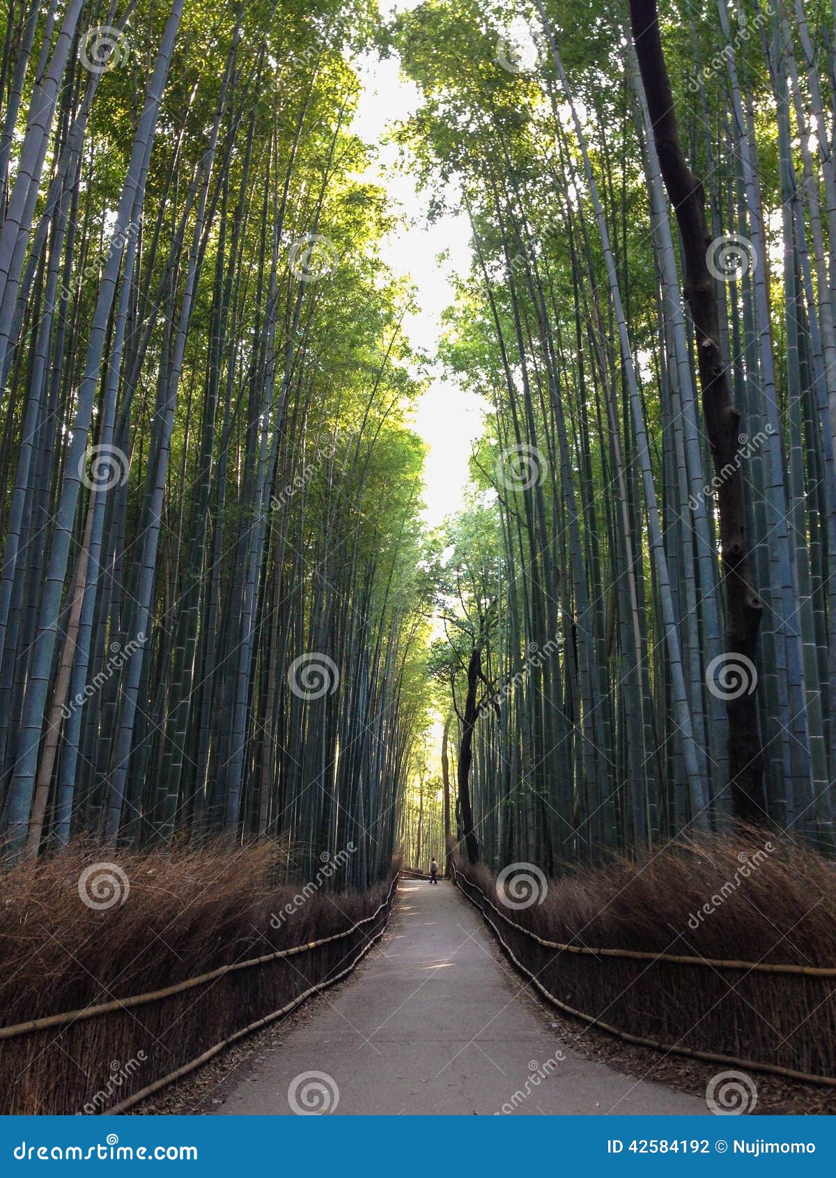 Bamboo Path Arashiyama stock photo. Image of walk, japan - 42584192