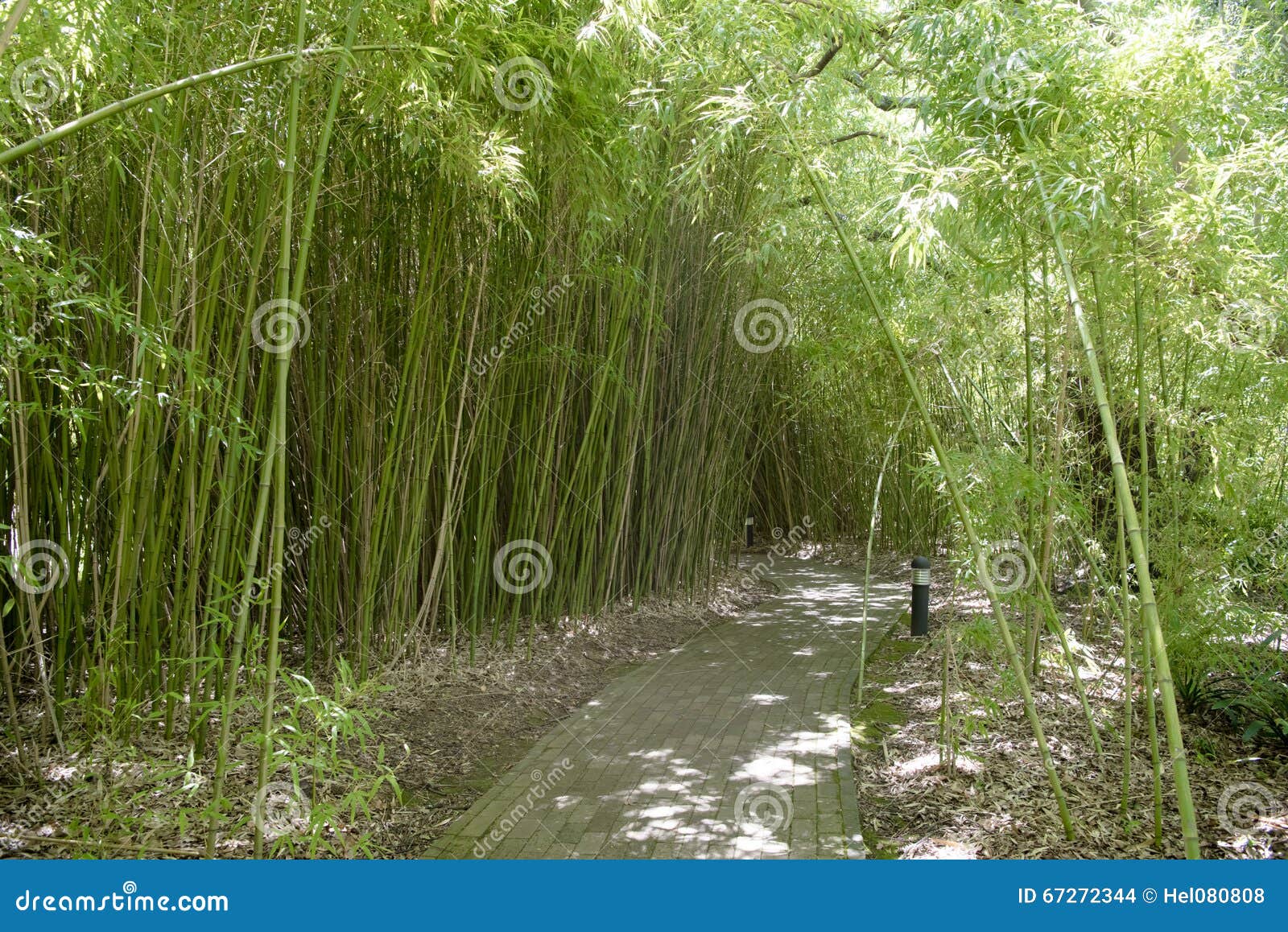 Bamboo path stock photo. Image of asian, lush, nature - 67272344