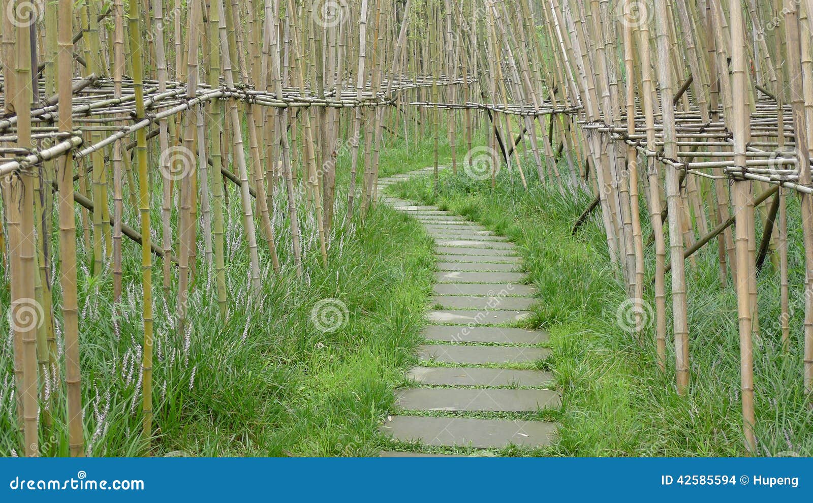 Bamboo path stock photo. Image of environment, meadow - 42585594