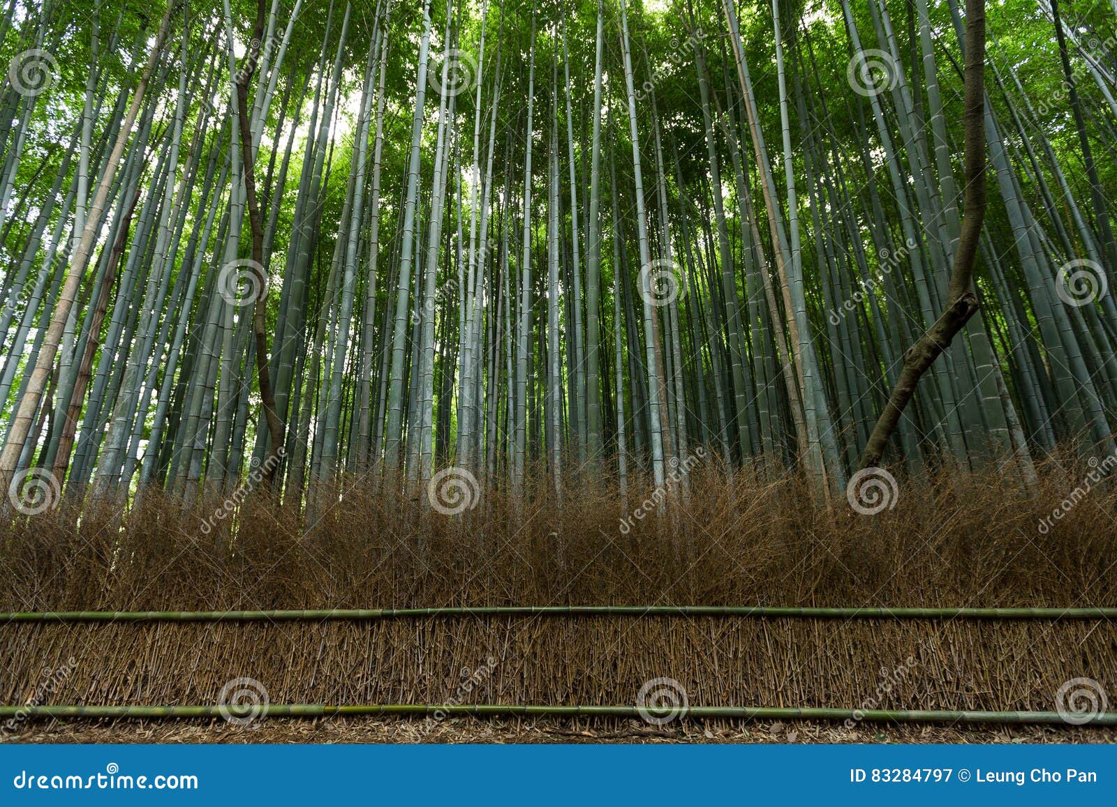 Bamboo pathway stock image. Image of greenery, path, asia - 83284797