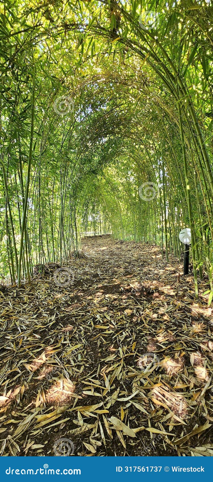 Bamboo Pathway In The Middle Of Paddy Fields, Bamboo Walkway And ...