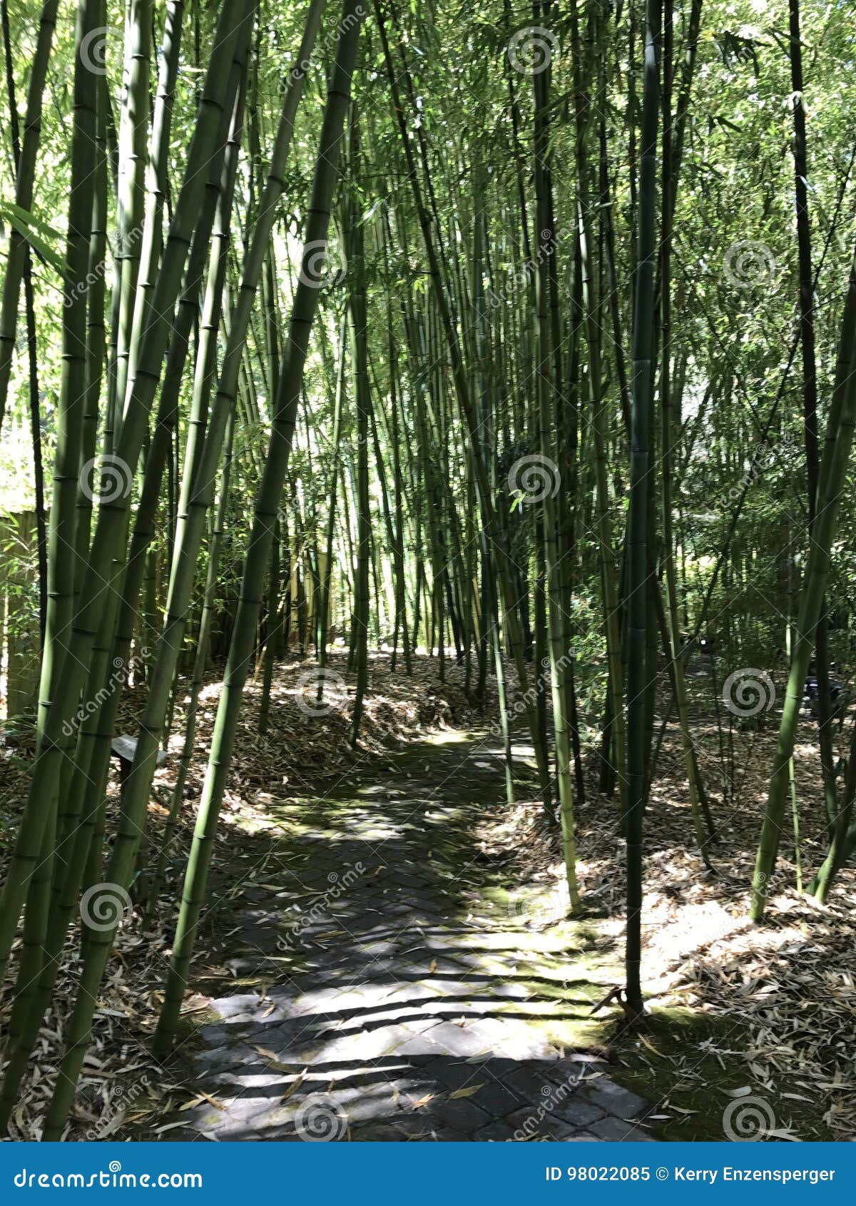 Bamboo pathway stock image. Image of green, bamboo, pathway - 98022085