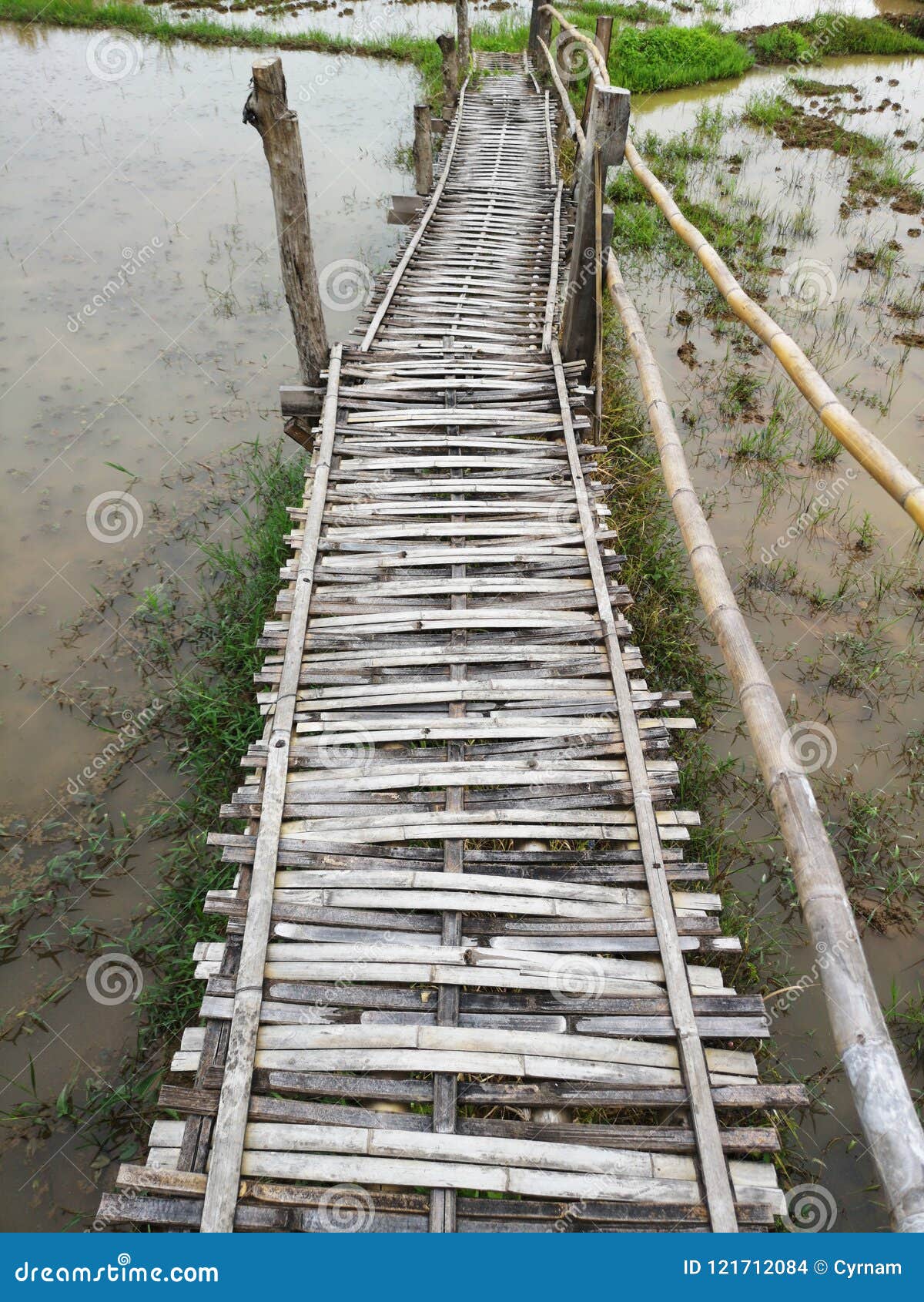 Bamboo Pathway in the Middle of Paddy Fields, Bamboo Walkway and ...