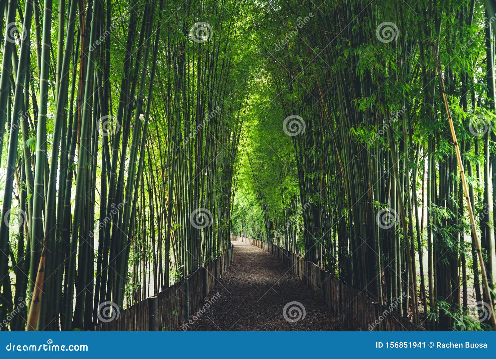 Bamboo the Bamboo Pathway is a Tunnel Stock Image - Image of nature ...