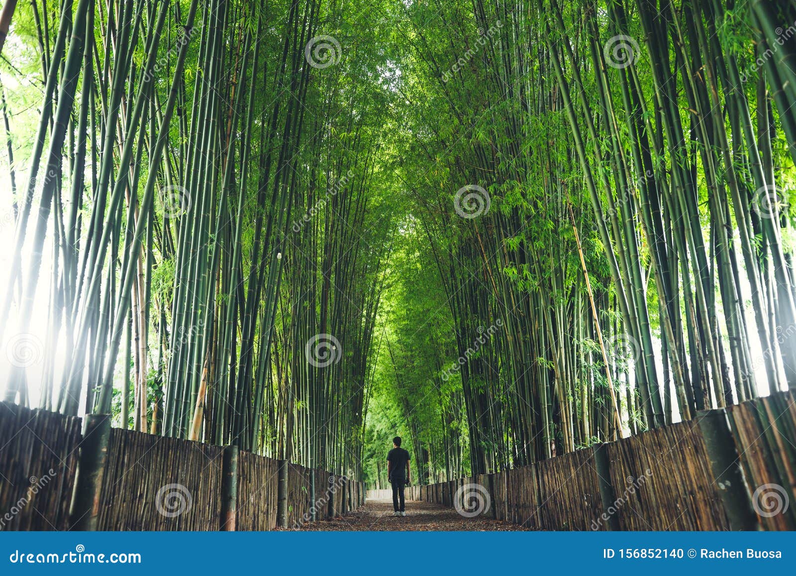 Bamboo the Bamboo Pathway is a Tunnel Stock Photo - Image of outdoor ...