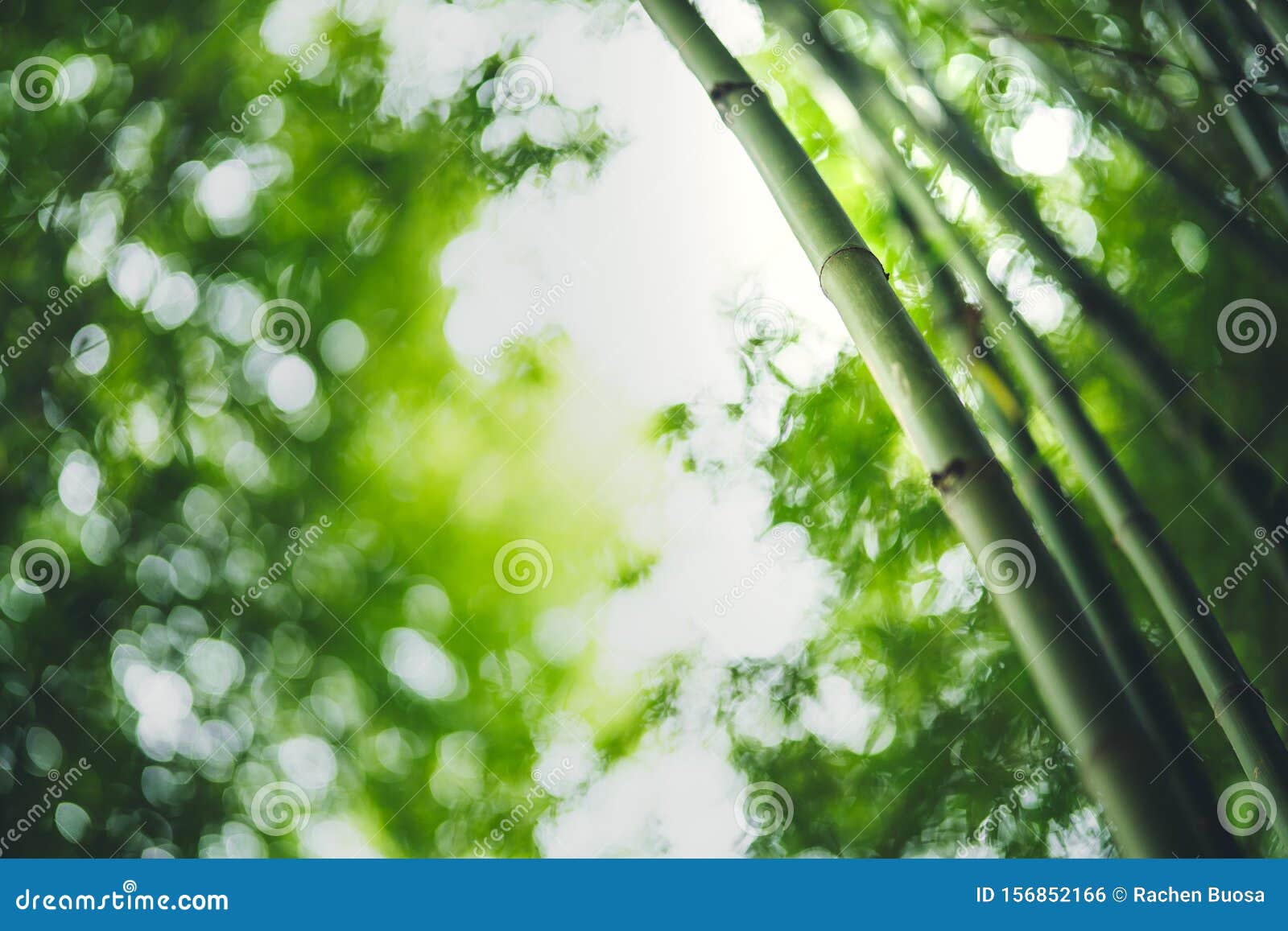 Bamboo the Bamboo Pathway is a Tunnel Stock Photo - Image of nature ...