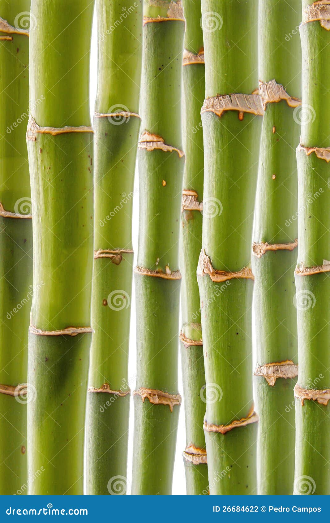 Bamboo Pattern stock photo. Image of closeup, cultivated - 26684622