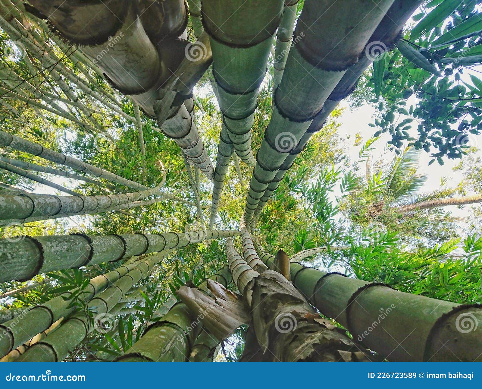 Bamboo Petung, Bambu, Pring Petung Stock Image - Image of bamboo, pring ...