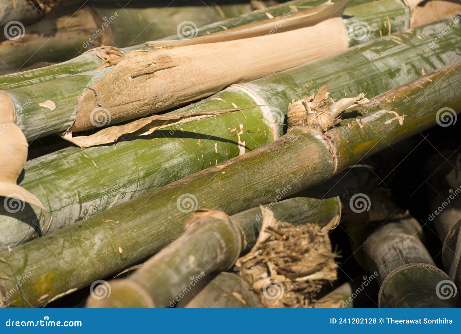 ??Bamboo Pieces before Being Processed. Stock Photo - Image of green ...