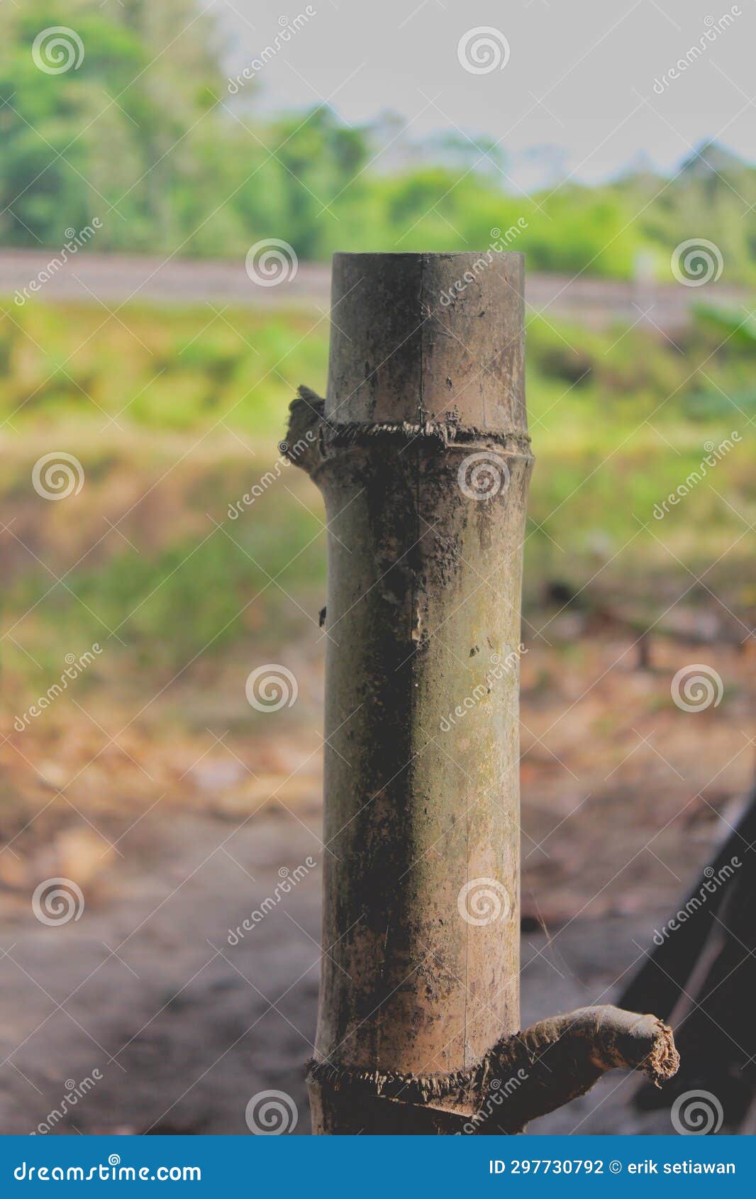 Bamboo Pieces To Make a Fence Stock Photo - Image of plant, wood: 297730792
