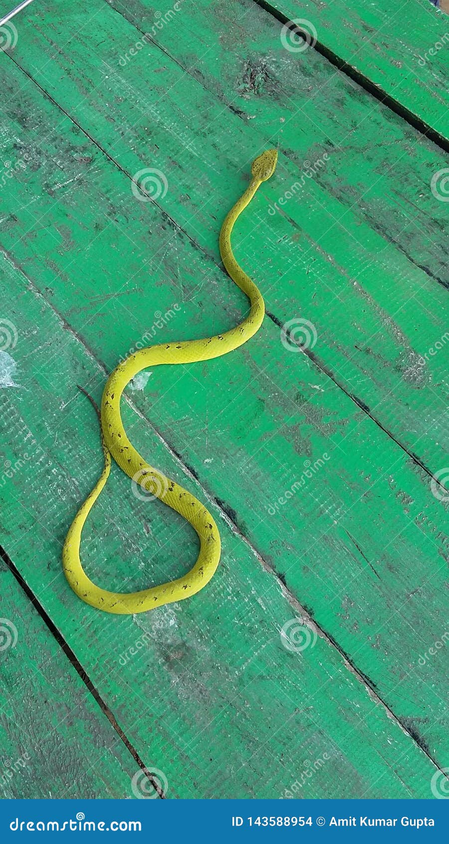 Bamboo Pit Viper stock photo. Image of viper, snake - 143588954