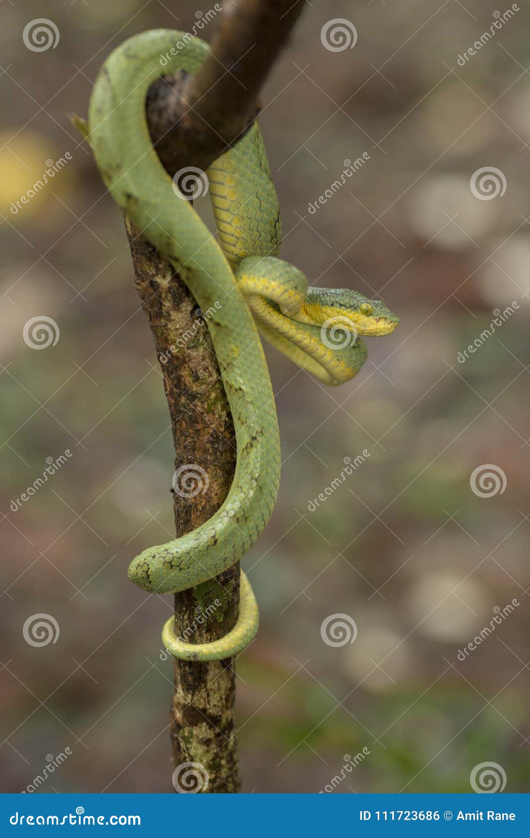 Bamboo Pit Viper on a Tree during Daytime Seen at Matheran Stock Photo ...