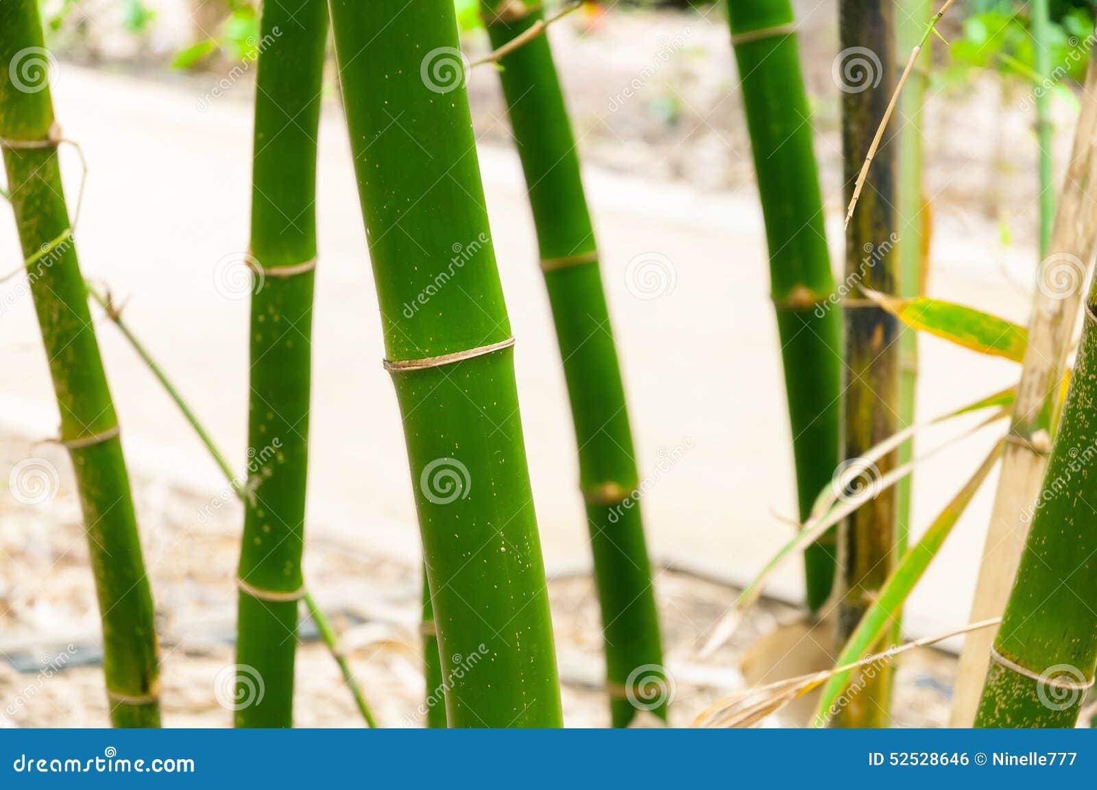 Bamboo Plant (Bambuseae) stock photo. Image of flowering - 52528646