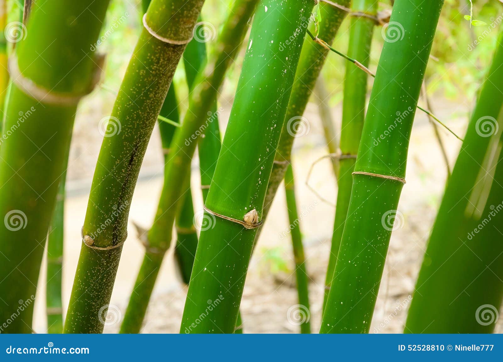 Bamboo Plant (Bambuseae) stock photo. Image of forest - 52528810