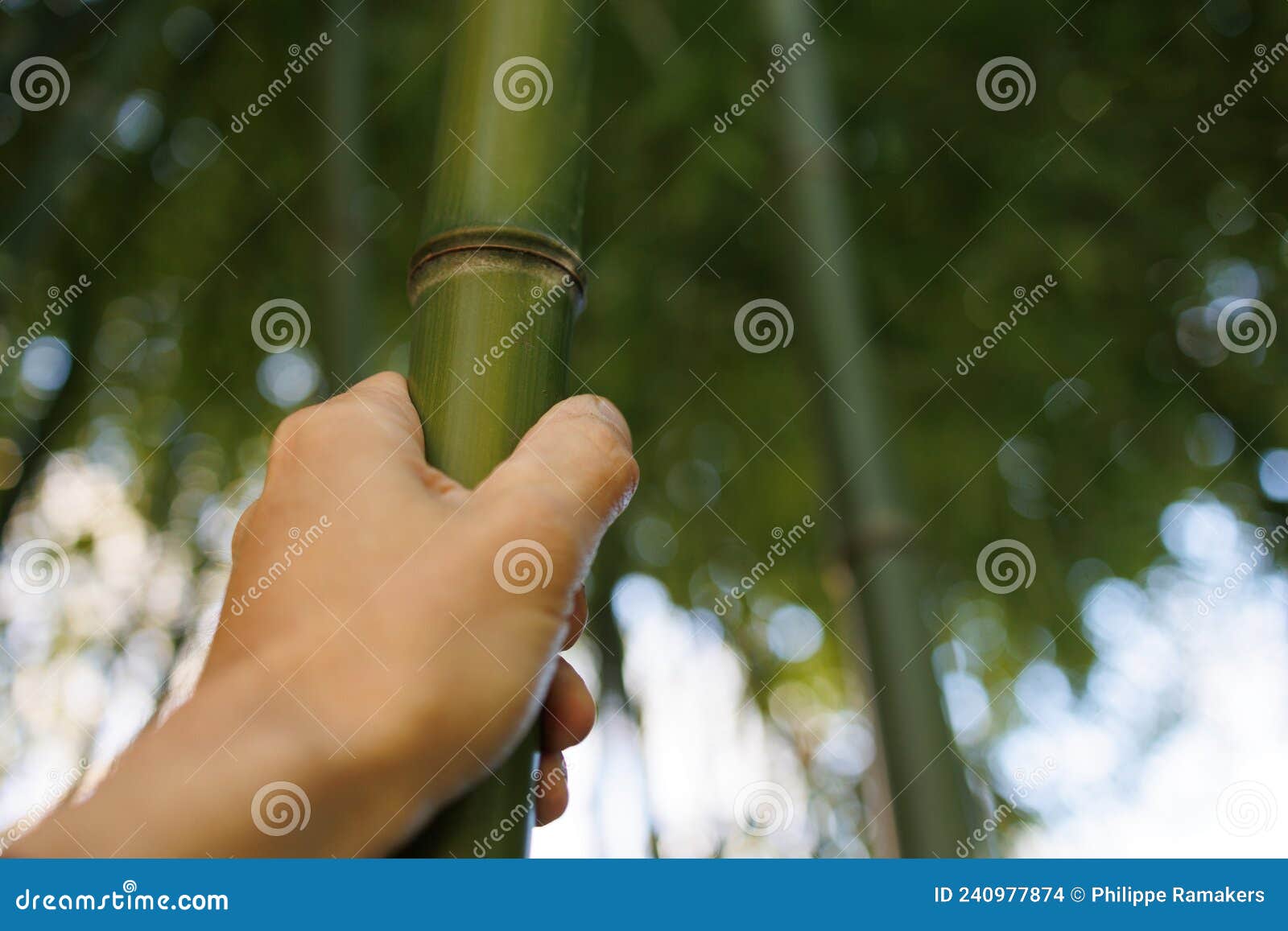 Bamboo Plant in Closeup with Details Stock Photo - Image of shoot ...