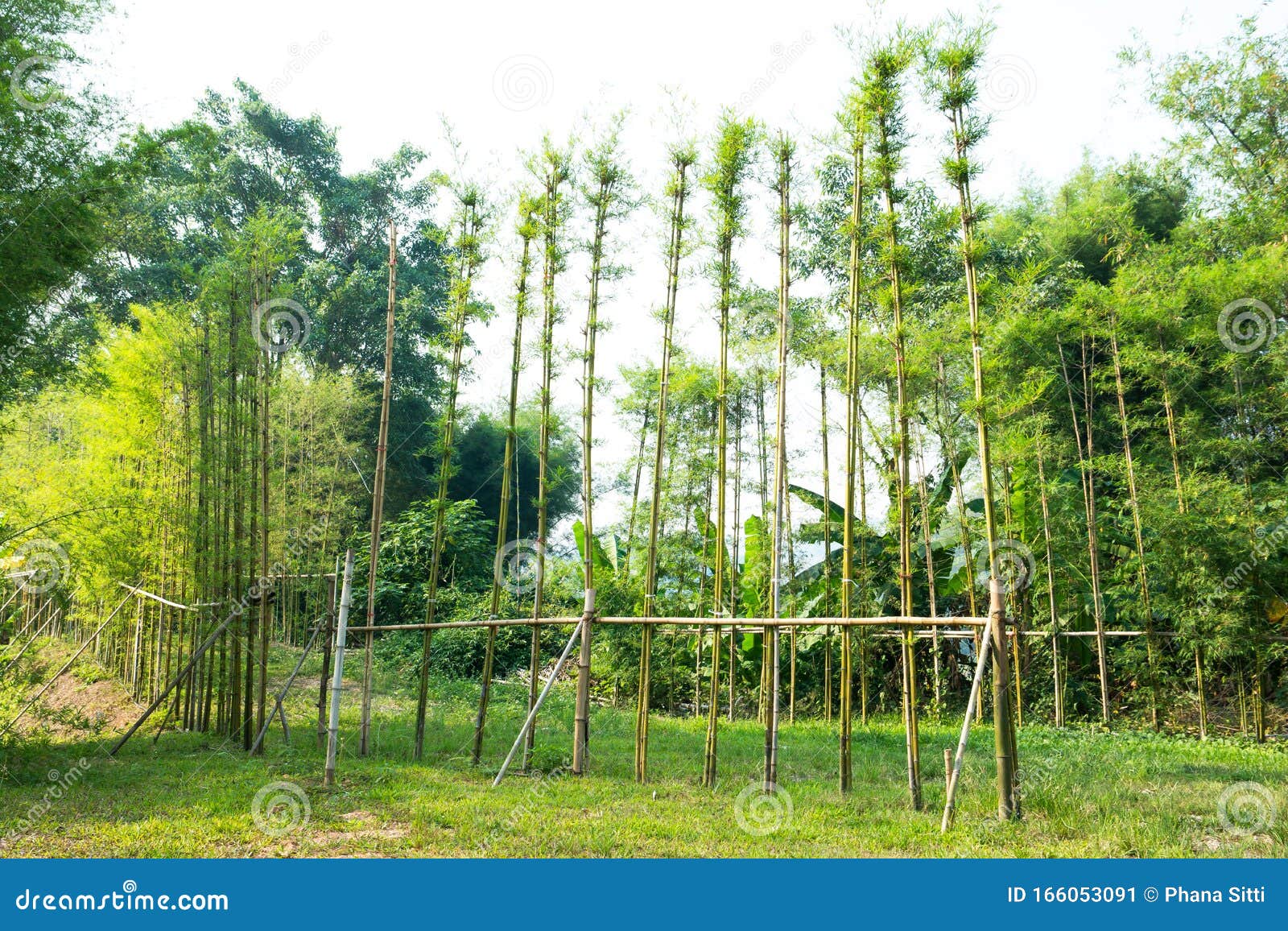 Bamboo Plant Cultivation or Bamboo Plantation Background Stock Image ...