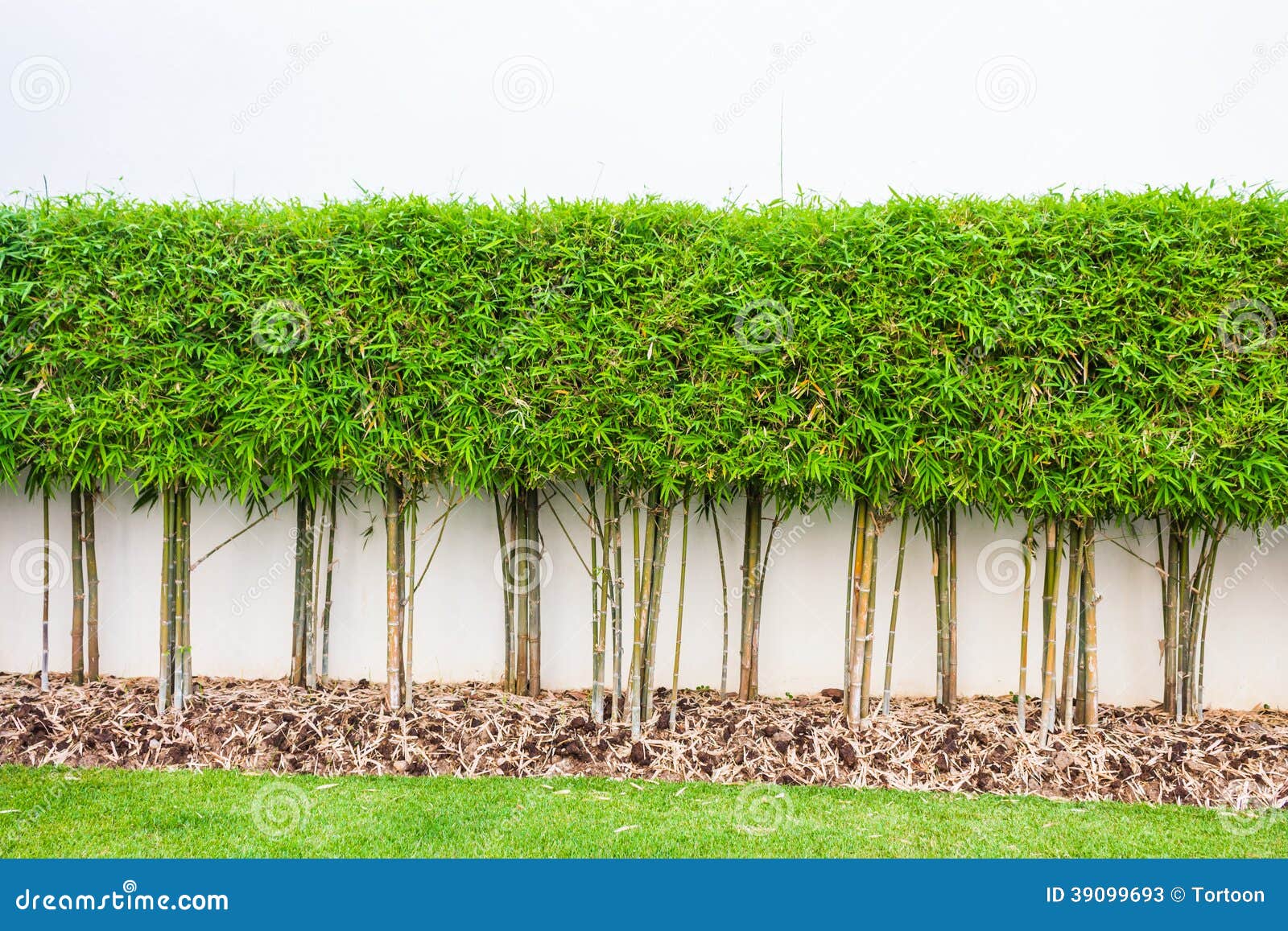 Bamboo Plant and Green Grass Wall Background Stock Image - Image of ...
