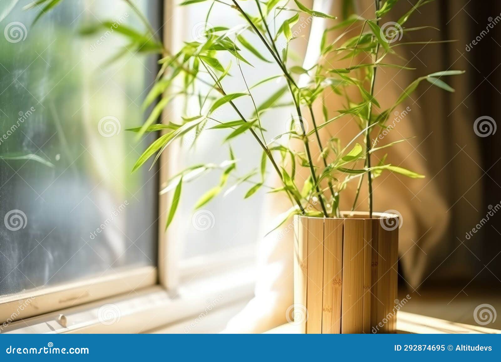 Bamboo Plant Placed Near a Window with Sunlight Stock Image - Image of ...