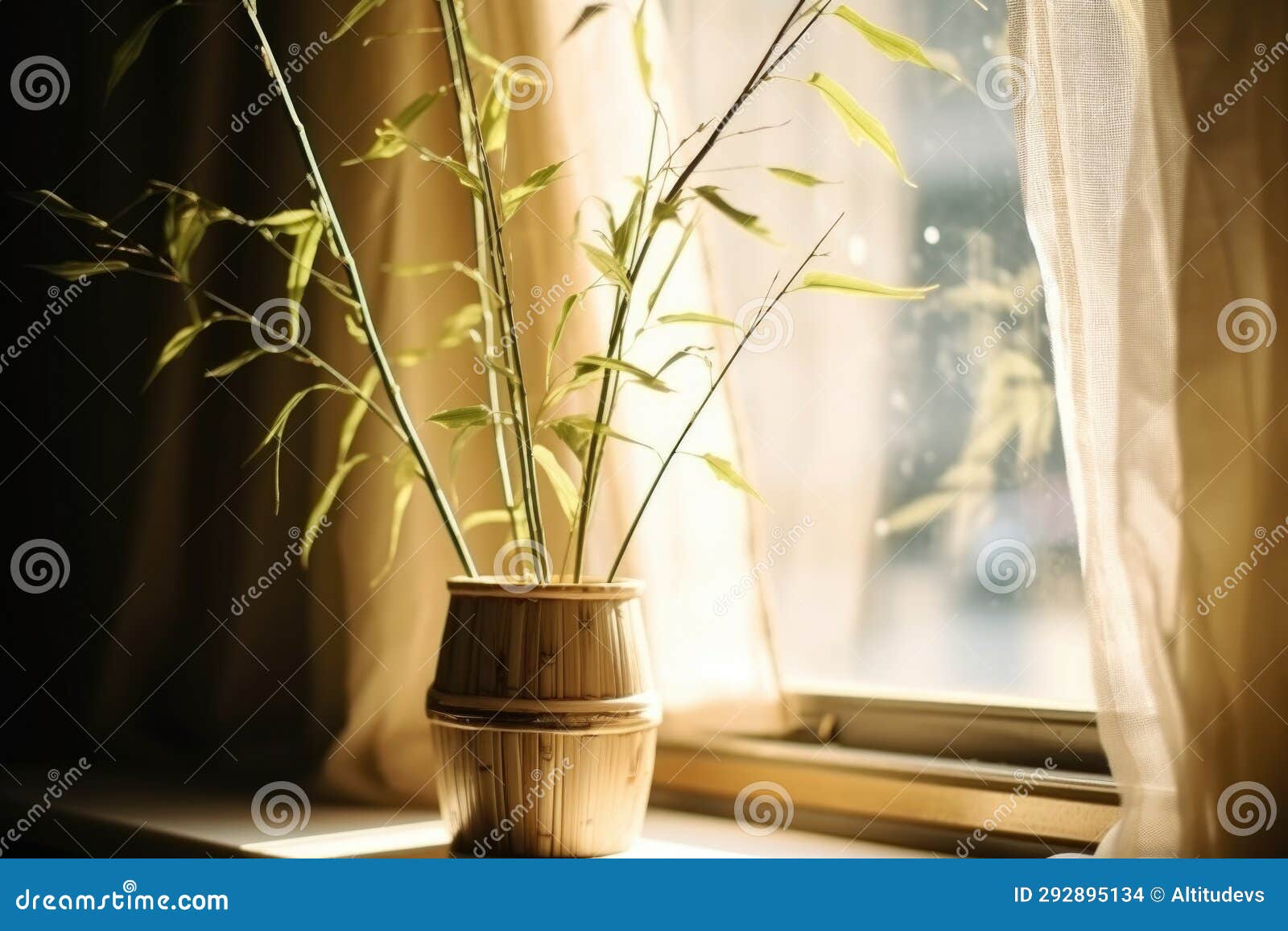 Bamboo Plant Placed Near a Window with Sunlight Stock Photo - Image of ...