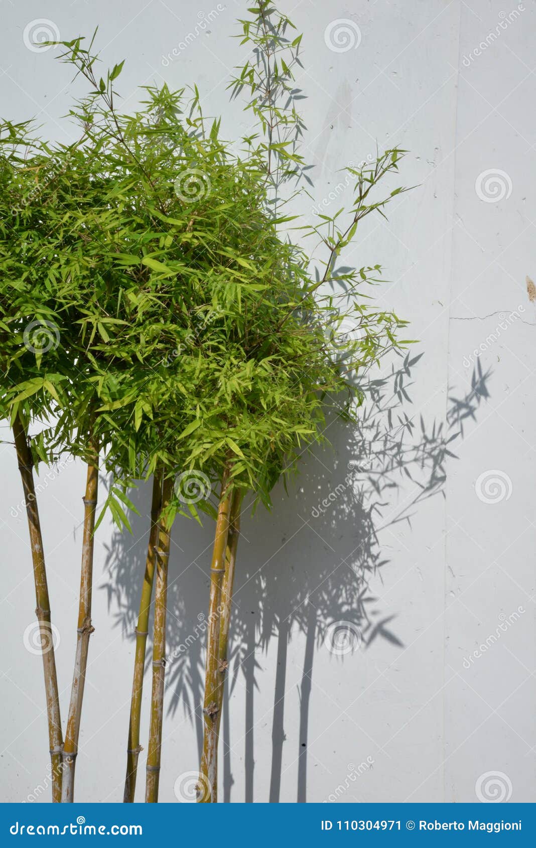 Bamboo Plant Shadow on a White Wall Stock Image - Image of minimalist ...