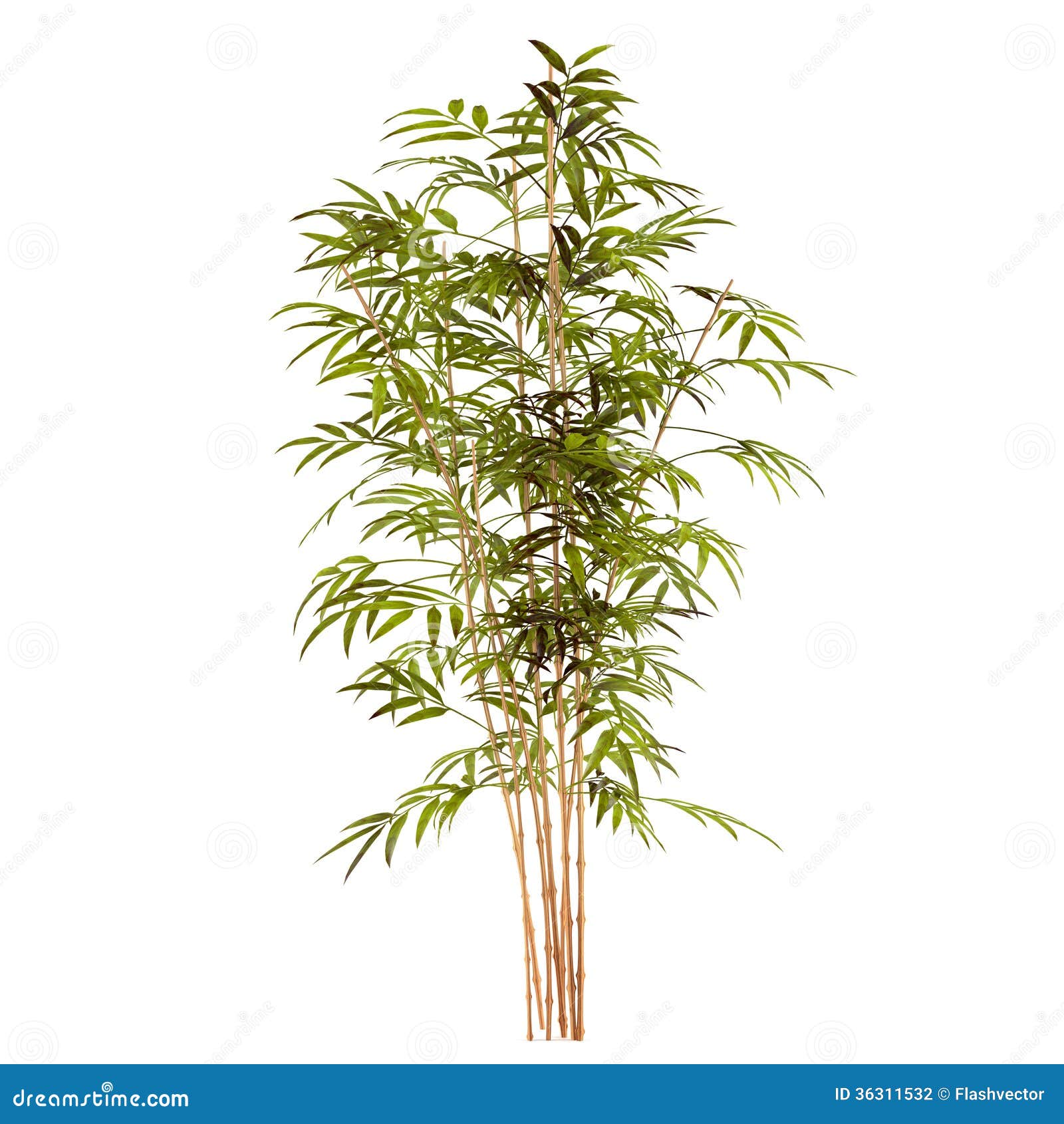 Bamboo Plant Stock Photography - Image: 36311532