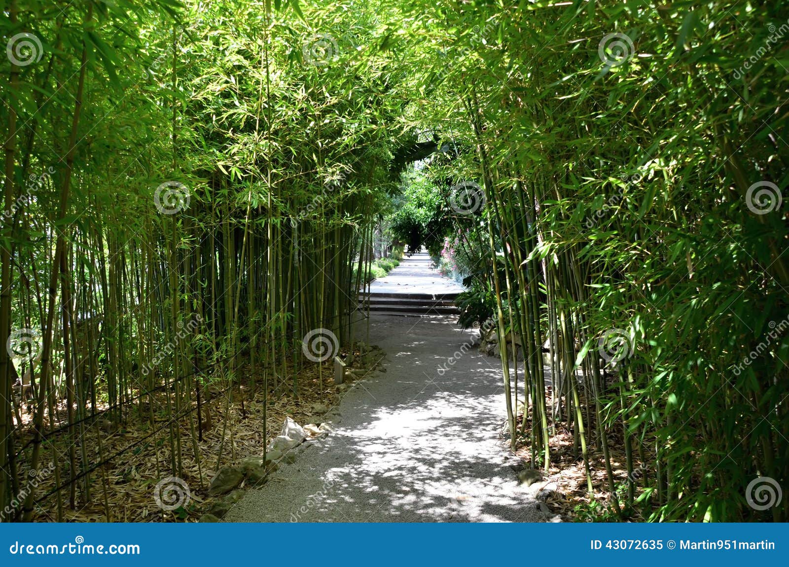 Bamboo plants around road stock image. Image of path - 43072635