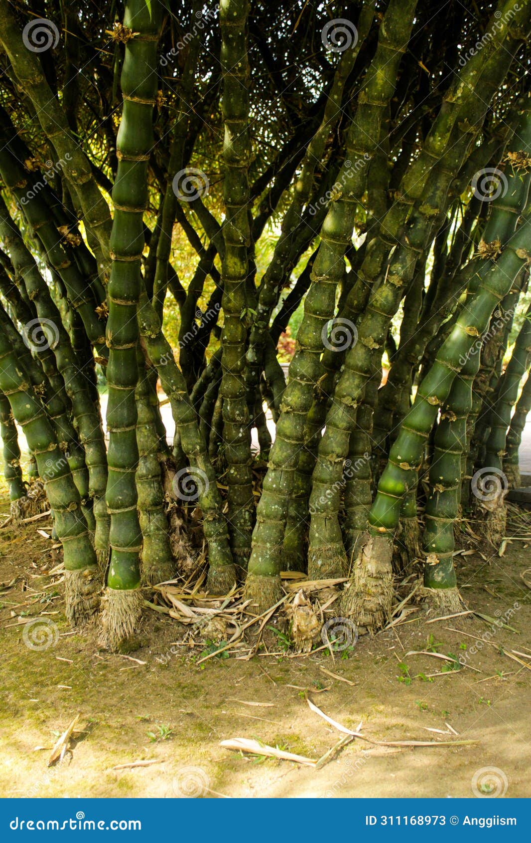 Bamboo Plants, Grass, Tree, Unique Stock Image - Image of bamboo, grass ...