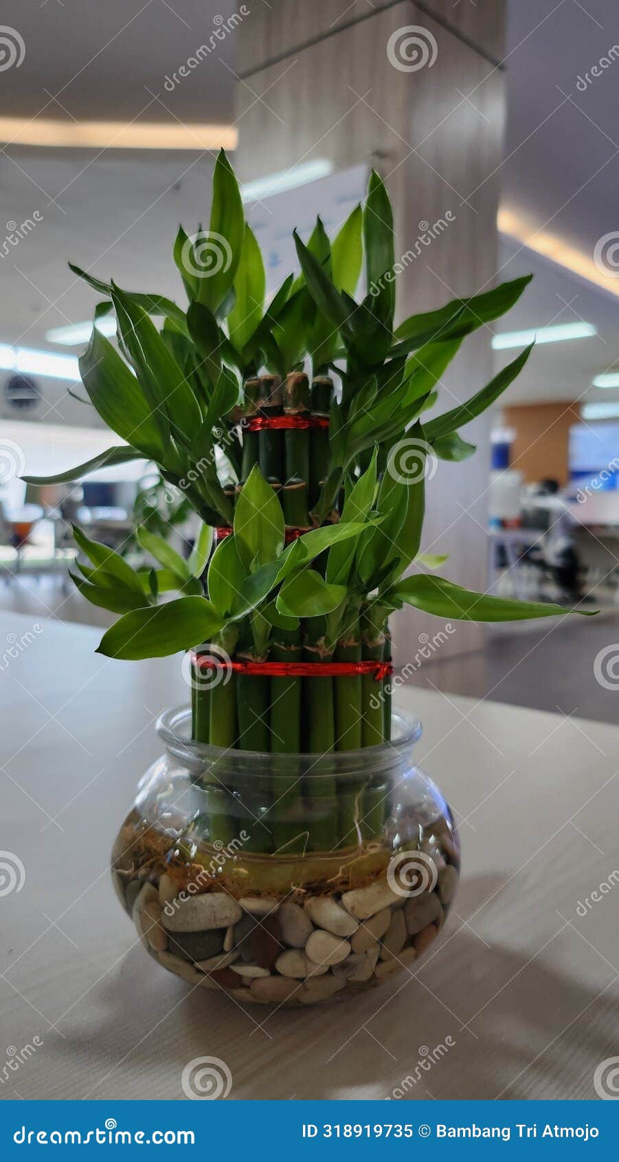 Bamboo Plants are Used As Table Decorations Stock Image - Image of ...
